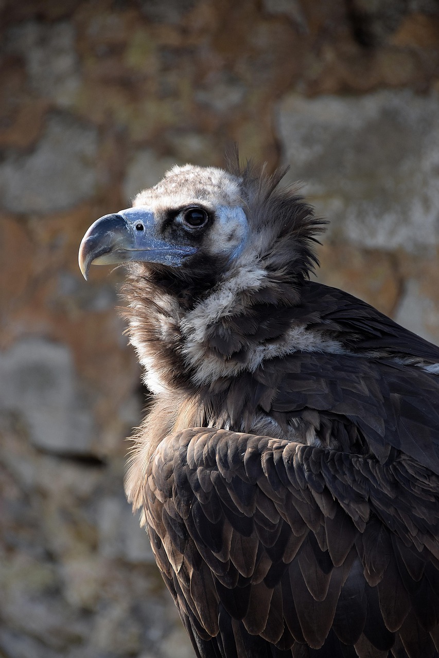 Buitre Negro Halconero - Foto gratis en Pixabay - Pixabay