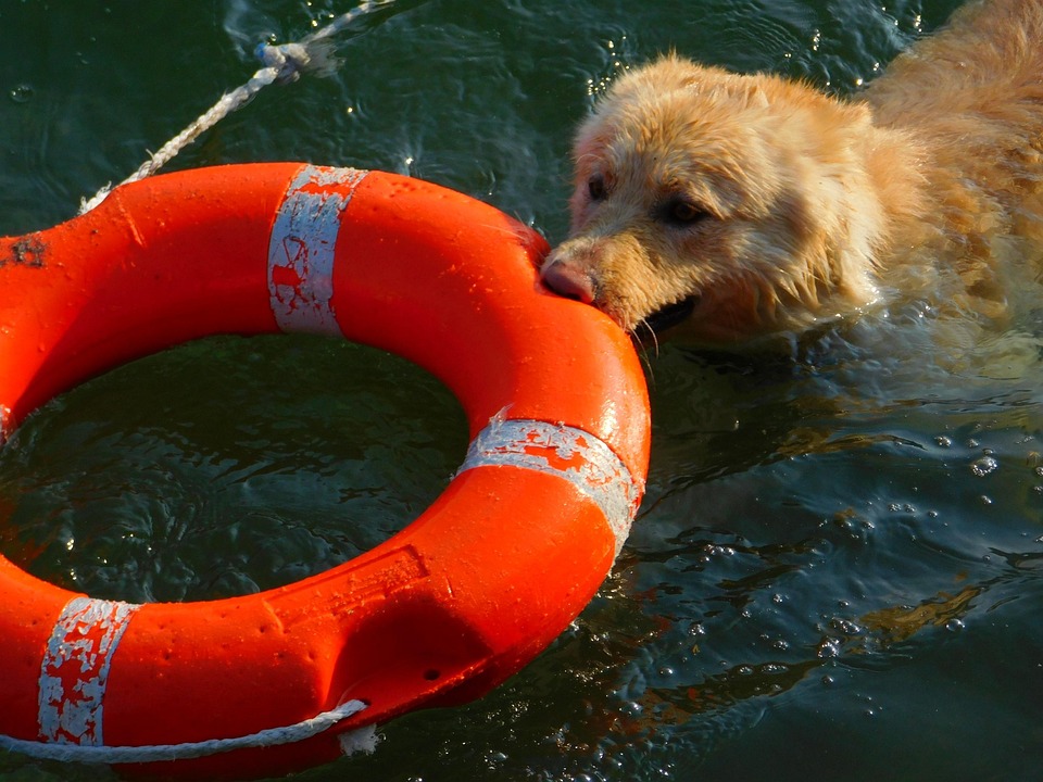 Dog Rescue Life Buoy - Free photo on Pixabay - Pixabay