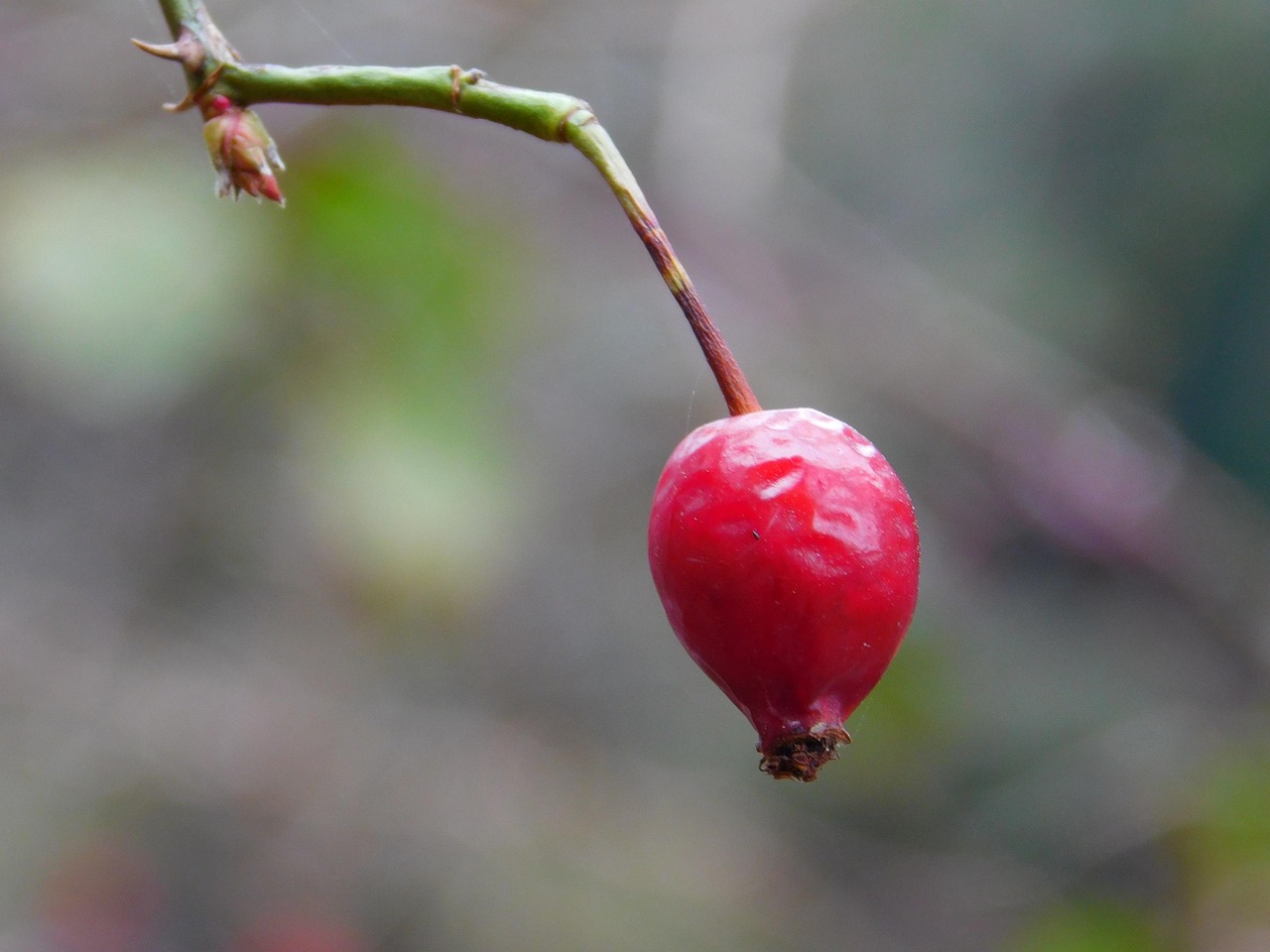 Rosehip Beri Merah Jambu - Foto gratis di Pixabay - Pixabay