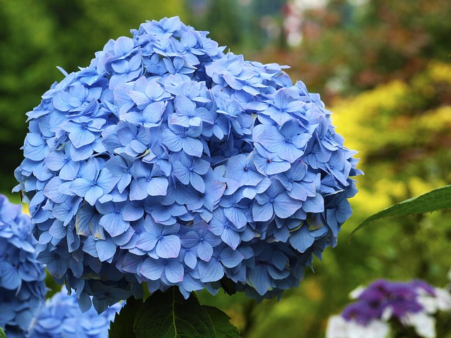 Blue Bloom Plant Flower Close - Free photo on Pixabay - Pixabay