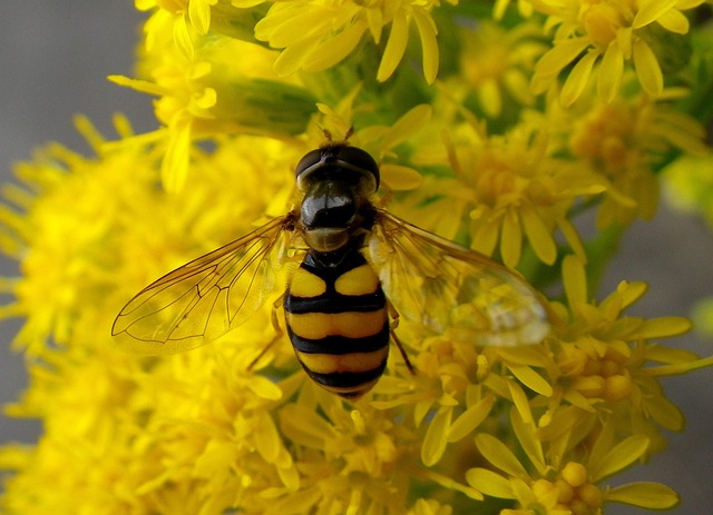 Hover Fly Insect - Free photo on Pixabay - Pixabay