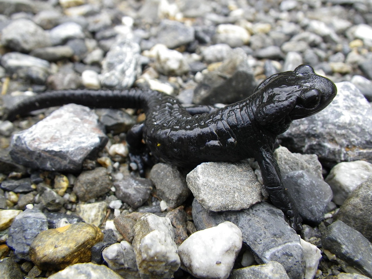 Salamandra Anfibio Animal - Foto gratis en Pixabay