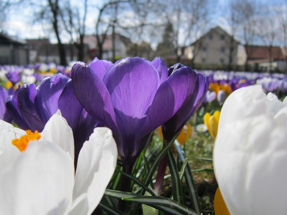 Crocus Spring Beginning Of - Free photo on Pixabay - Pixabay