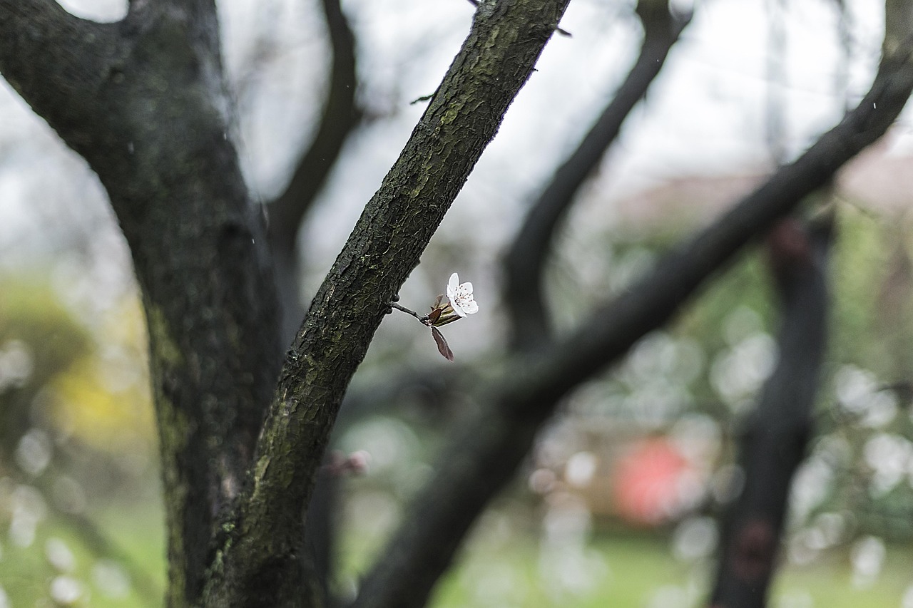 Flower Branch Blossom - Free photo on Pixabay - Pixabay