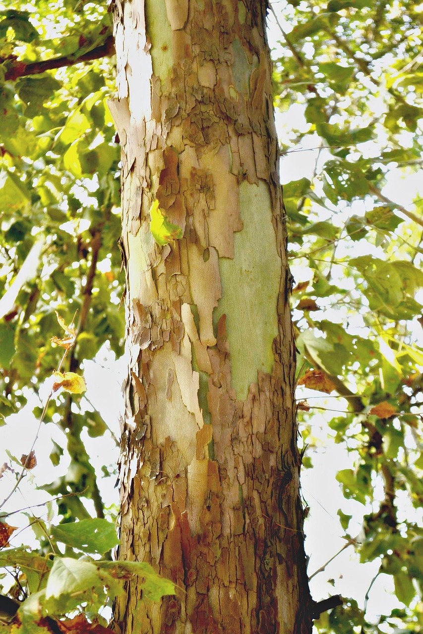 9+ Free Tall Timber & Nature Images - Pixabay