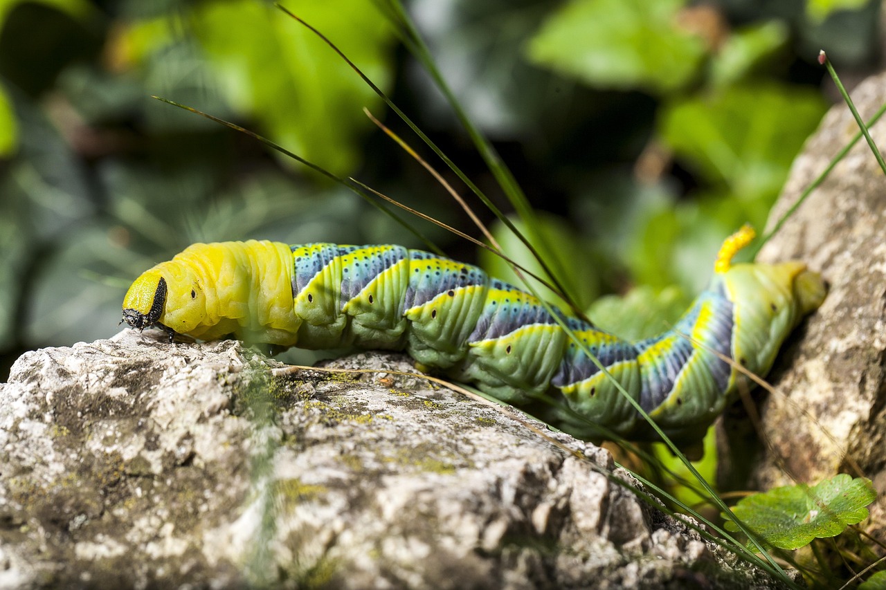 Caterpillar Death'S-Head Hawkmoth - Free photo on Pixabay