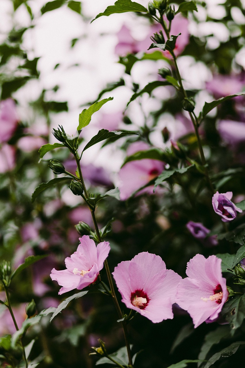 Common Hollyhock Pink Magenta - Free photo on Pixabay - Pixabay