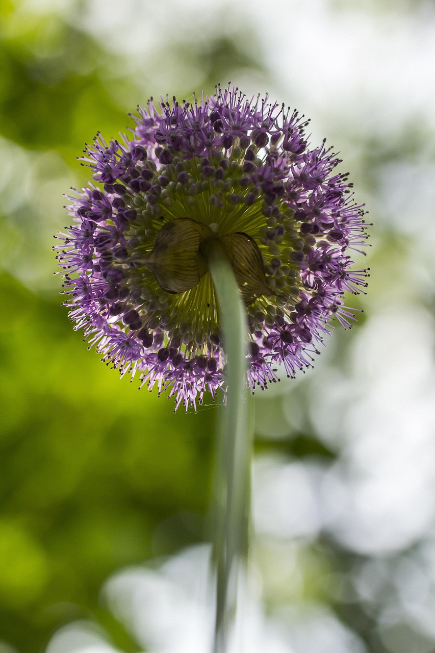 Giant Onion Flower - Free photo on Pixabay - Pixabay