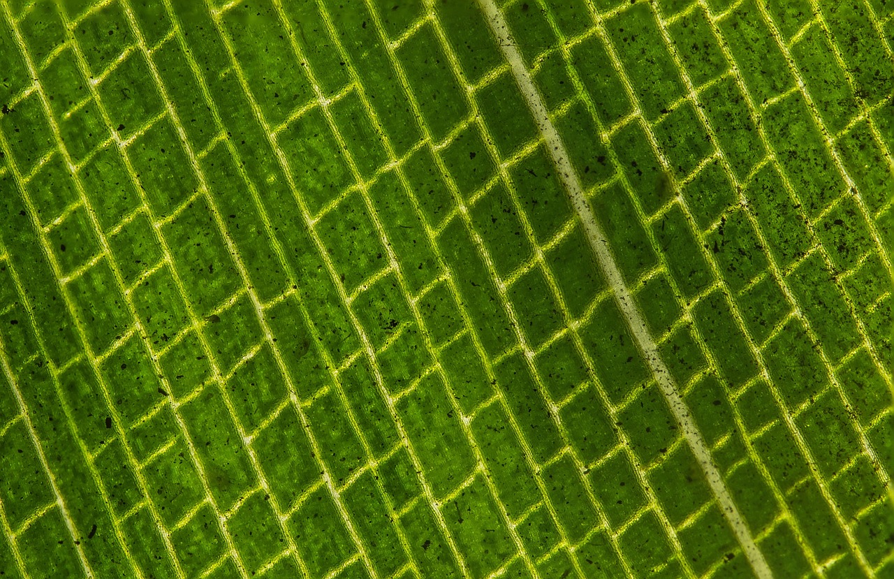 Green Leaf Color - Free photo on Pixabay - Pixabay