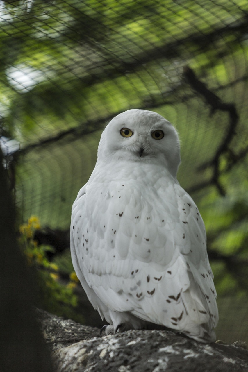 200+ Free Snowy Owl & Owl Images - Pixabay