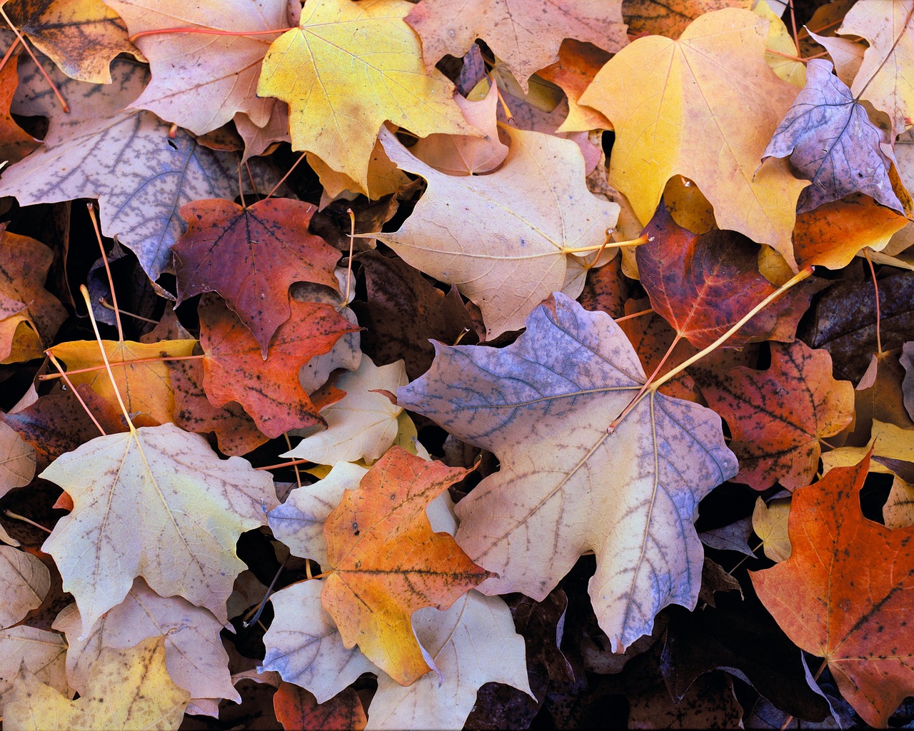 Automne Feuilles Nuances - Photo gratuite sur Pixabay - Pixabay