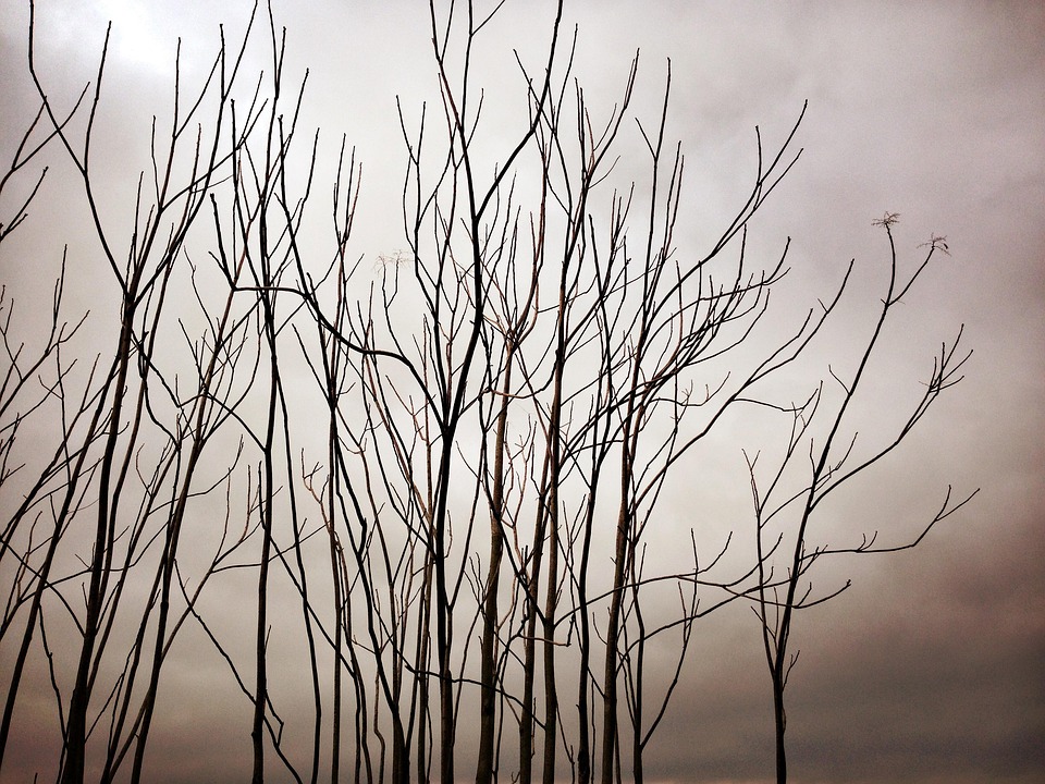 Branches Trees - Free photo on Pixabay - Pixabay