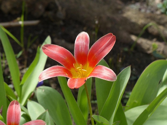 Keluarga Tulip Merah Cerah - Foto gratis di Pixabay - Pixabay