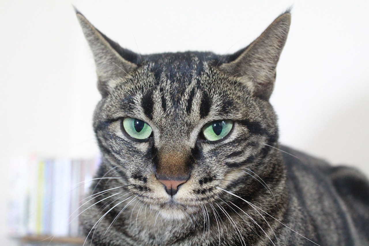 300+ Free Meow & Cat Images - Pixabay