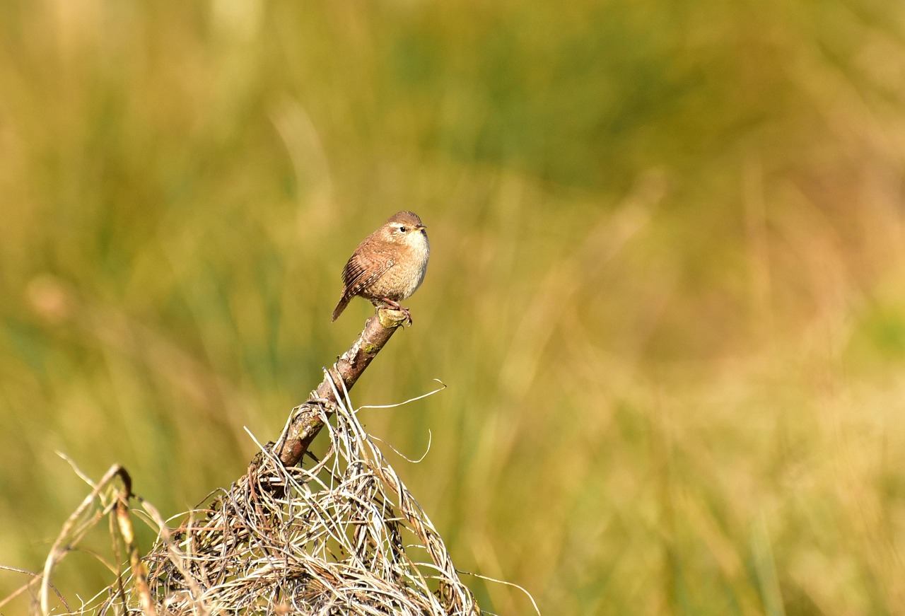 Ptak Mały Ogród - Darmowe zdjęcie na Pixabay - Pixabay