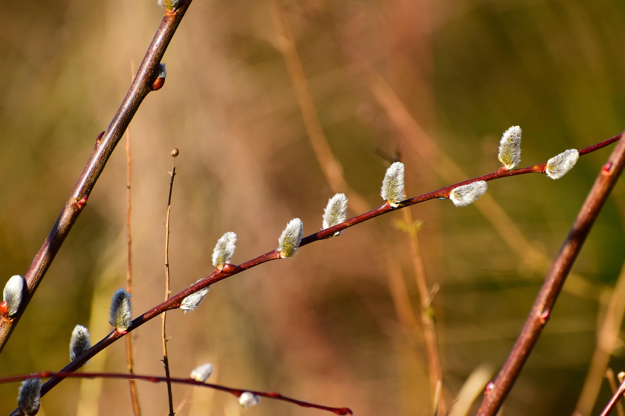 Willow Catkin Spring Sun - Free photo on Pixabay - Pixabay