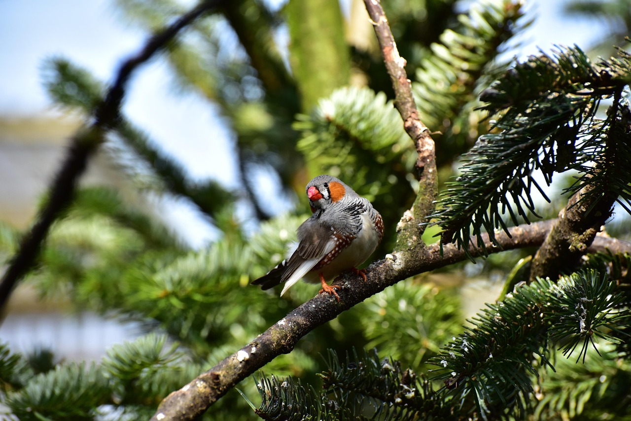 200+ zdjęć z kategorii Ptaszek i Ptak łącznie - Pixabay