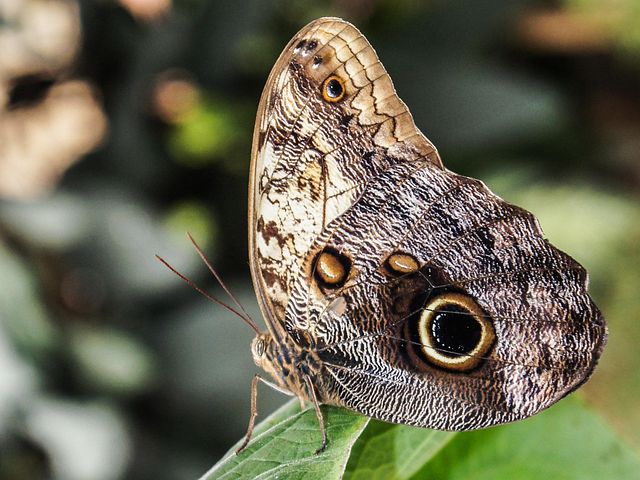 Mariposas Volando Imágenes - Descarga imágenes gratis - Pixabay