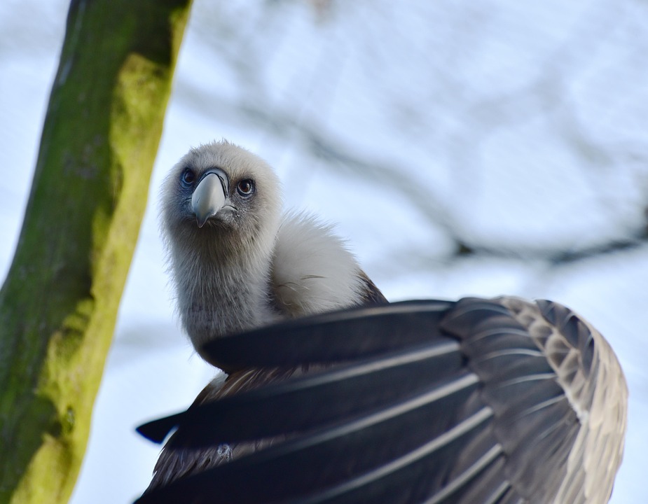 Vulture Scavenger Feathers - Free photo on Pixabay - Pixabay
