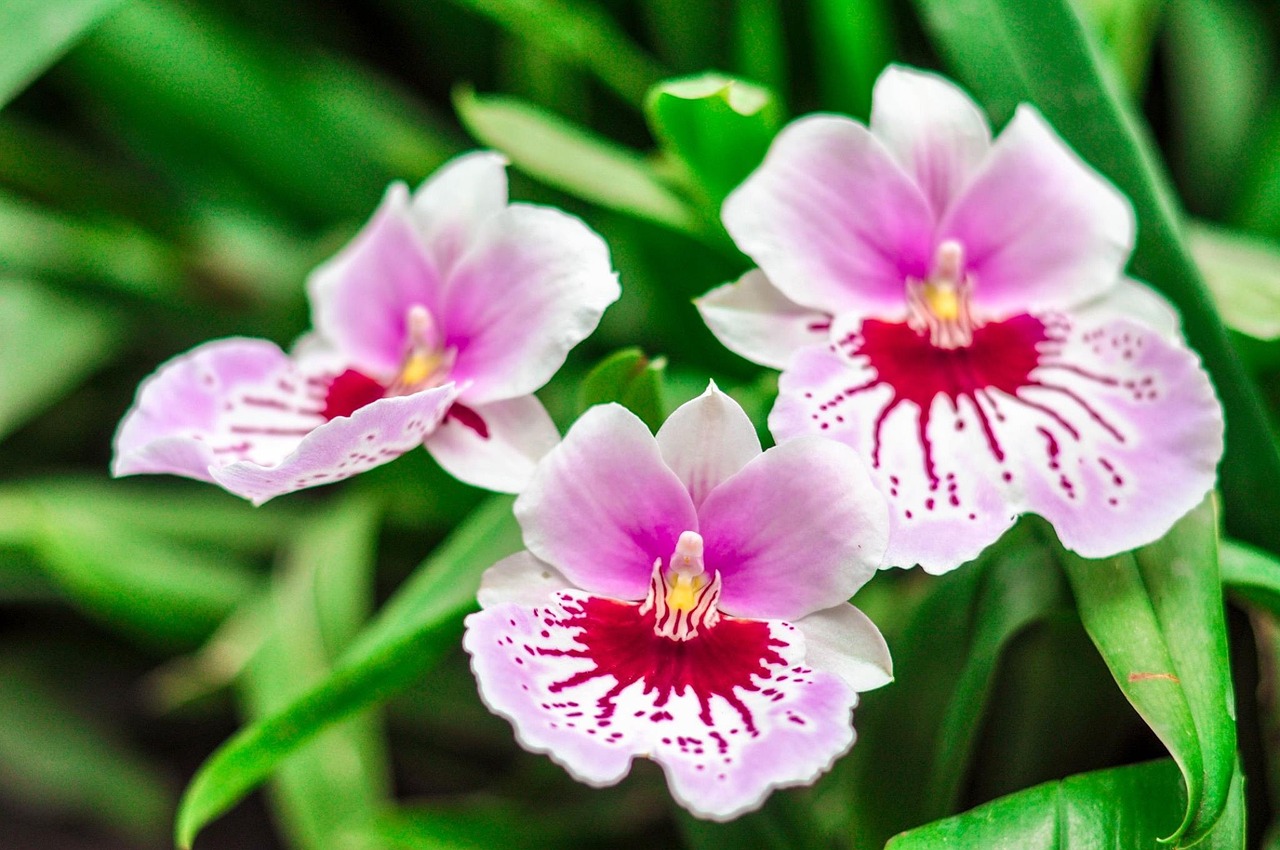 Plant Flower Nature - Free photo on Pixabay - Pixabay