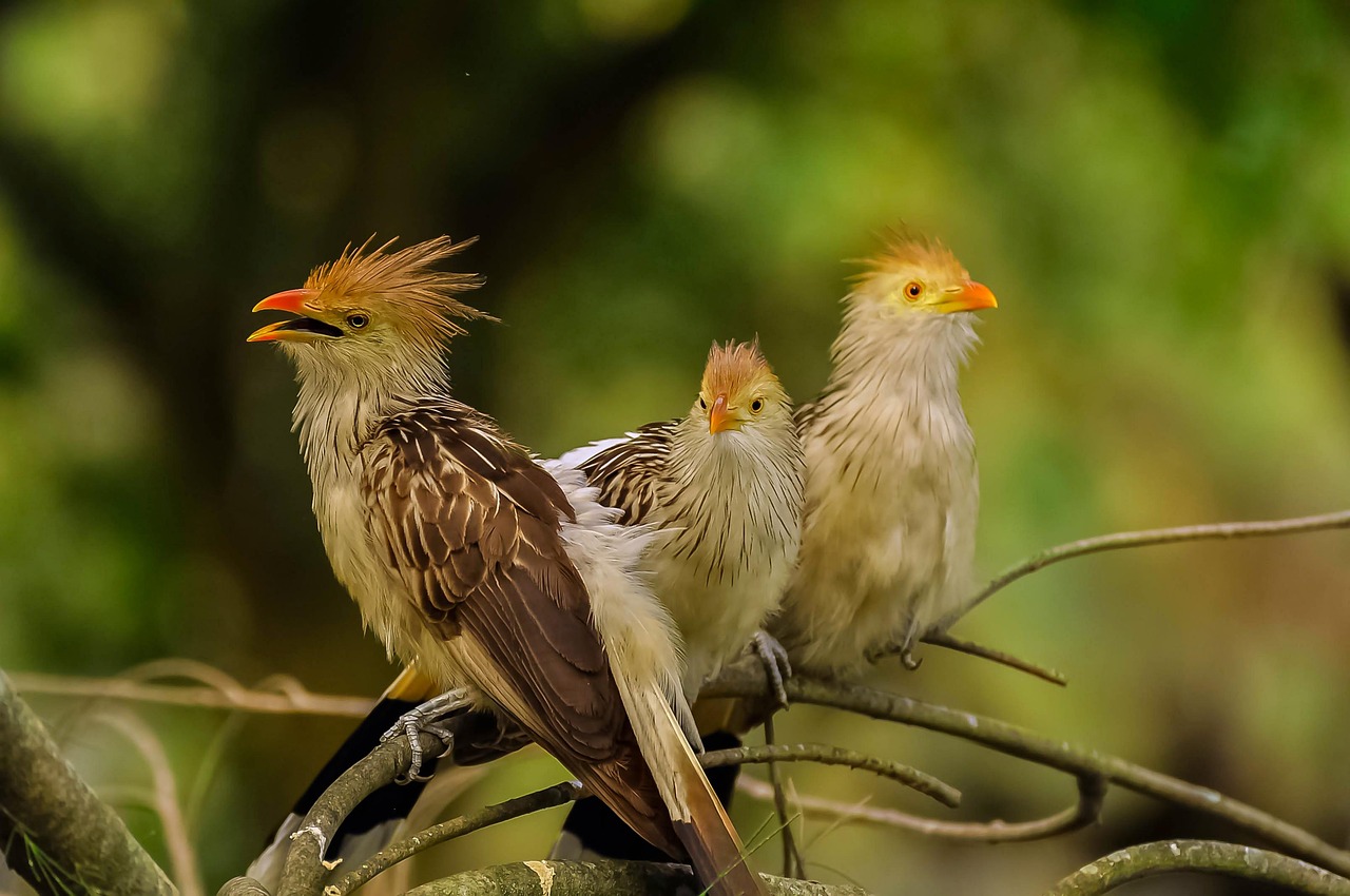 Pajaros Aves - Foto gratis en Pixabay - Pixabay