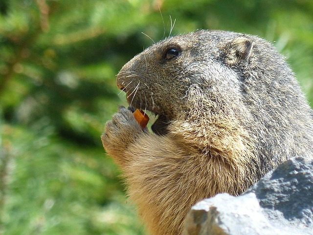 Marmota Animais Selvagens - Foto gratuita no Pixabay - Pixabay
