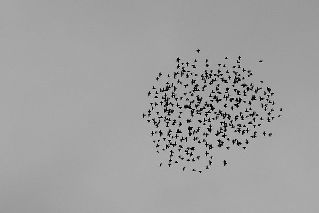 Birds Herd Sky - Free photo on Pixabay - Pixabay