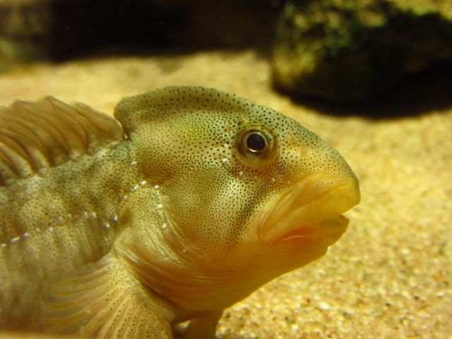 5+ Free Slimy Fish & Fish Images - Pixabay