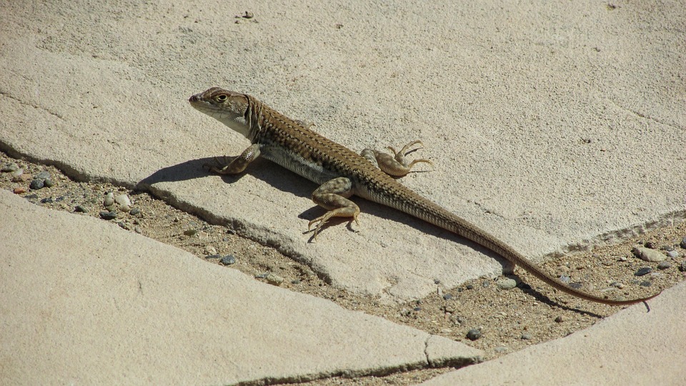 Lizard Acanthodactylus Schreiberi - Free photo on Pixabay - Pixabay