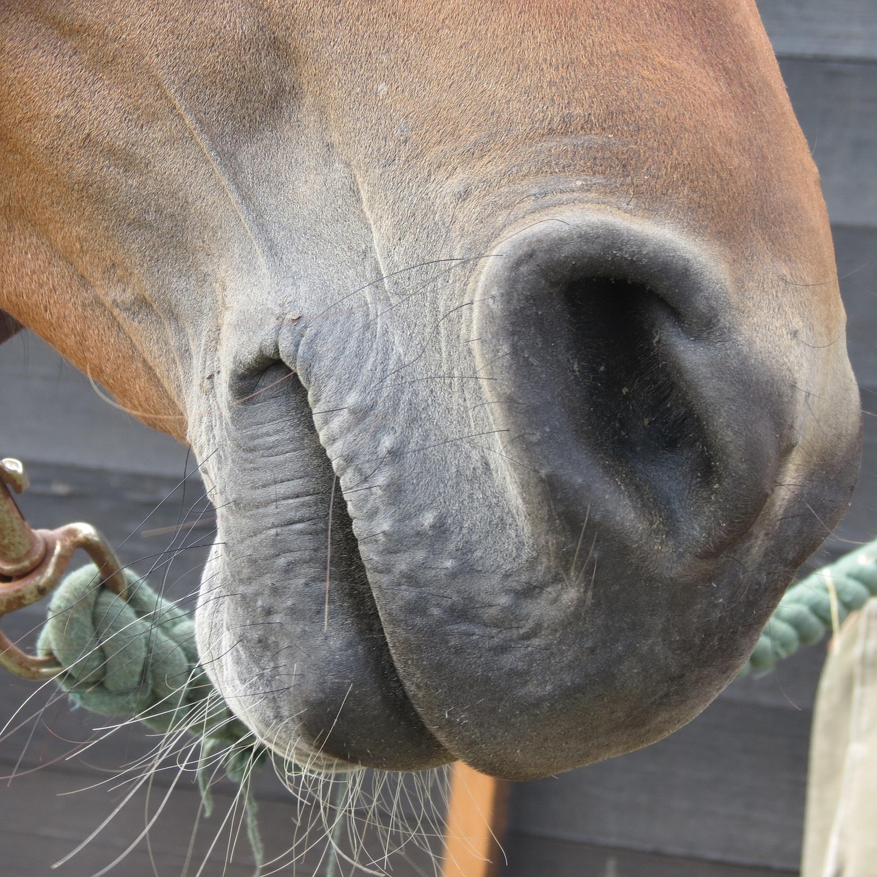 100+ Free Horse Nose & Horse Images - Pixabay