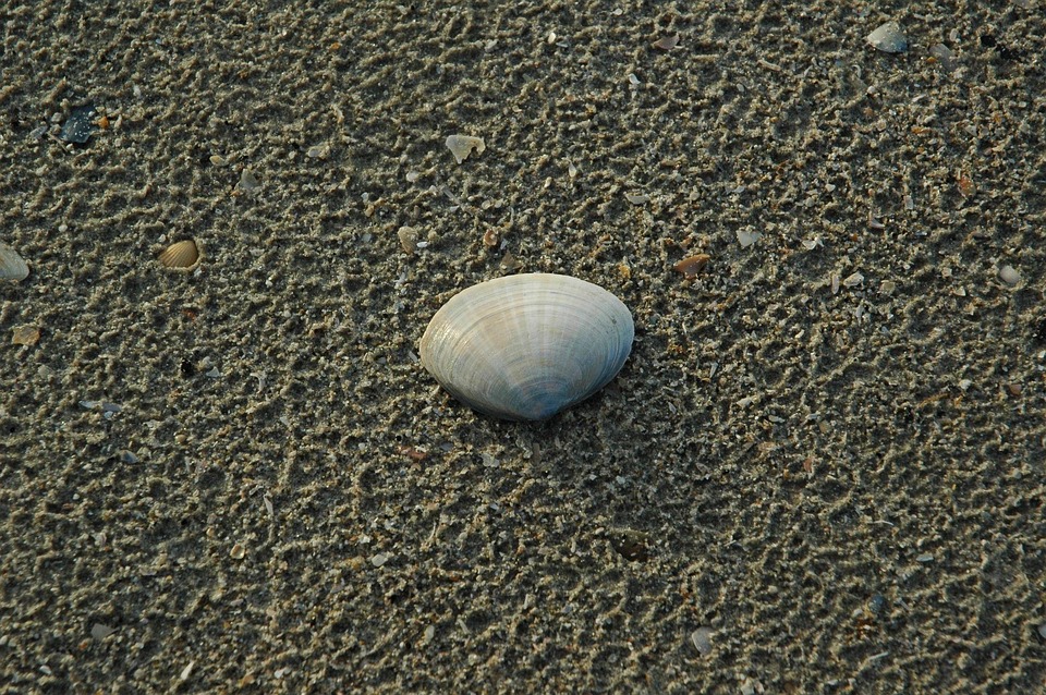 Muschel Nordsee Sand - Kostenloses Foto auf Pixabay - Pixabay