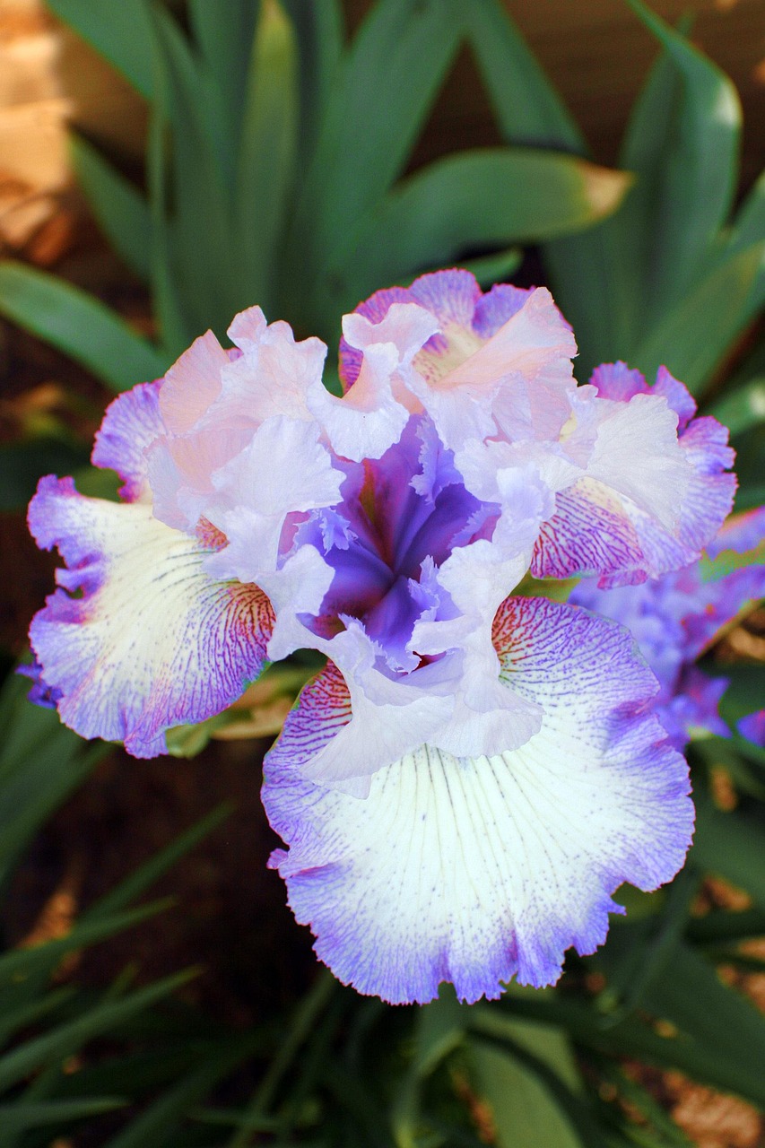 Iris Flor Bloom - Foto gratis en Pixabay - Pixabay
