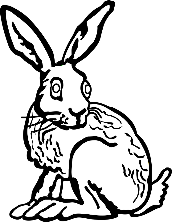 Animal Lapin - Images vectorielles gratuites sur Pixabay - Pixabay