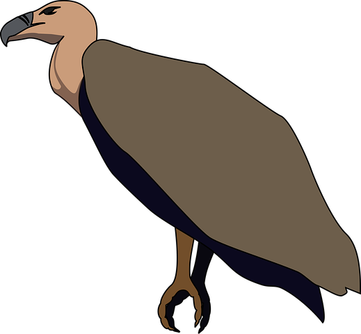 30+ Free Vulture & Bird Vectors - Pixabay