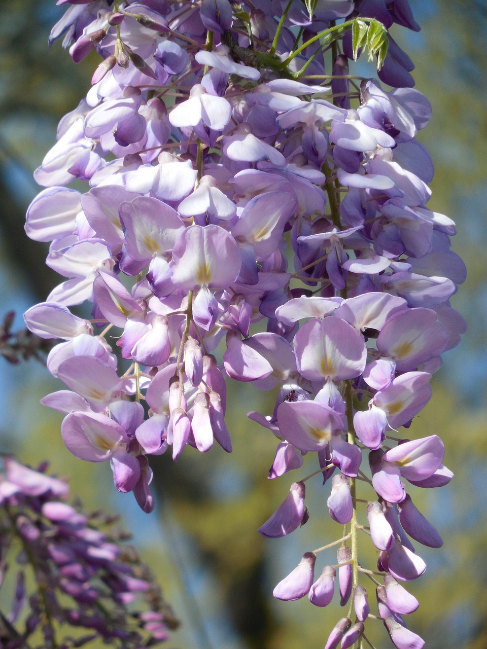 Wisteria Bloom Purple - Free photo on Pixabay - Pixabay