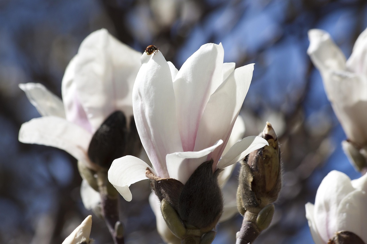 Magnolia Blossom Bloom - Free photo on Pixabay - Pixabay