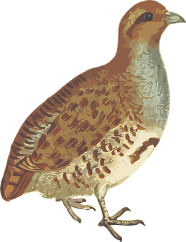 5+ Free Partridge & Bird Vectors