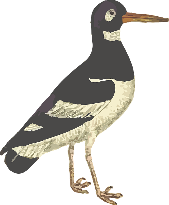 Animal Bird Wader - Free vector graphic on Pixabay