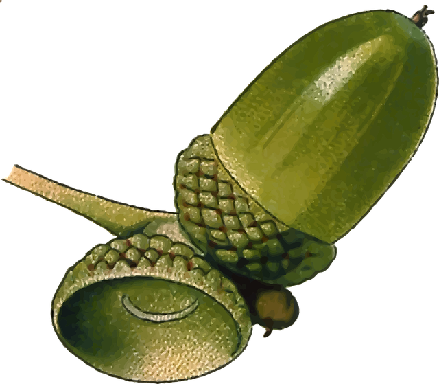 Meer dan 800 gratis afbeeldingen van Eikel en Natuur - Pixabay