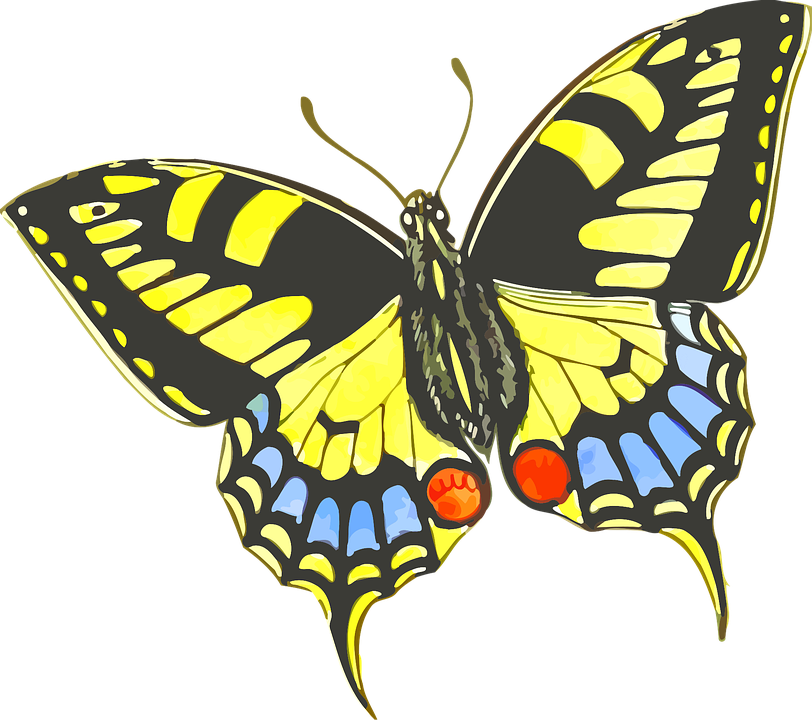 Animal Fluturi Fluture - Grafică vectorială gratuită pe Pixabay