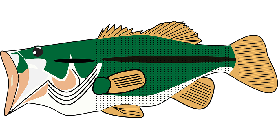 80+ Free Bass Fish & Fish Images - Pixabay