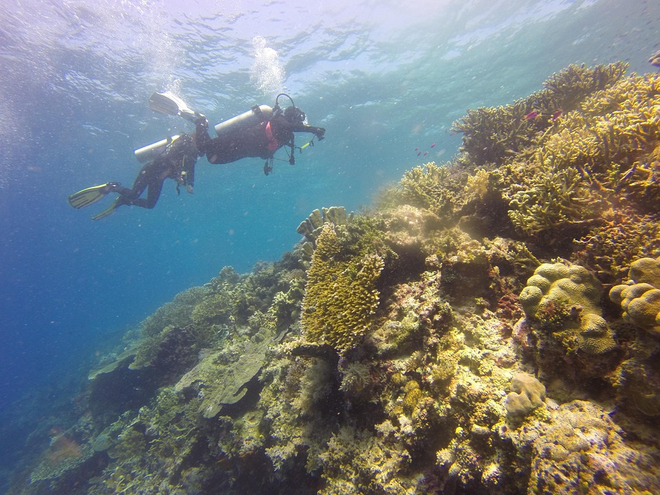Scuba Diving - Free photo on Pixabay - Pixabay
