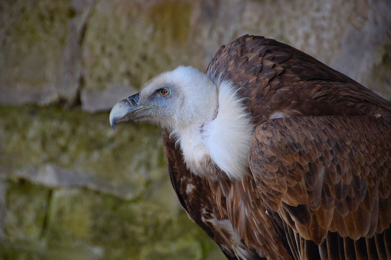 Buitre Negro Raptor Aves De - Foto gratis en Pixabay - Pixabay