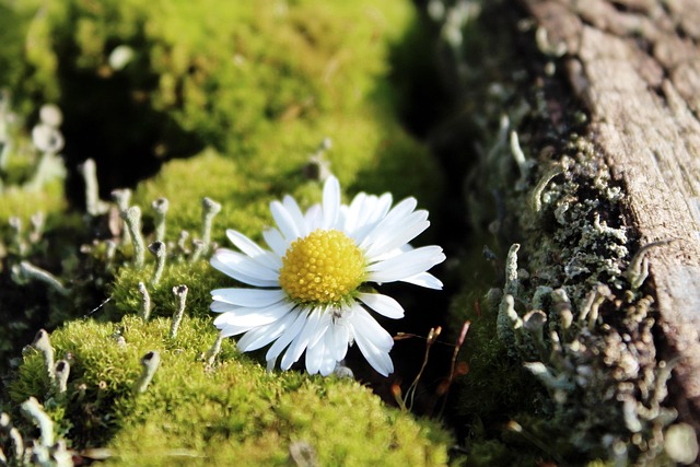 Moss Daisy Deco - Free photo on Pixabay - Pixabay