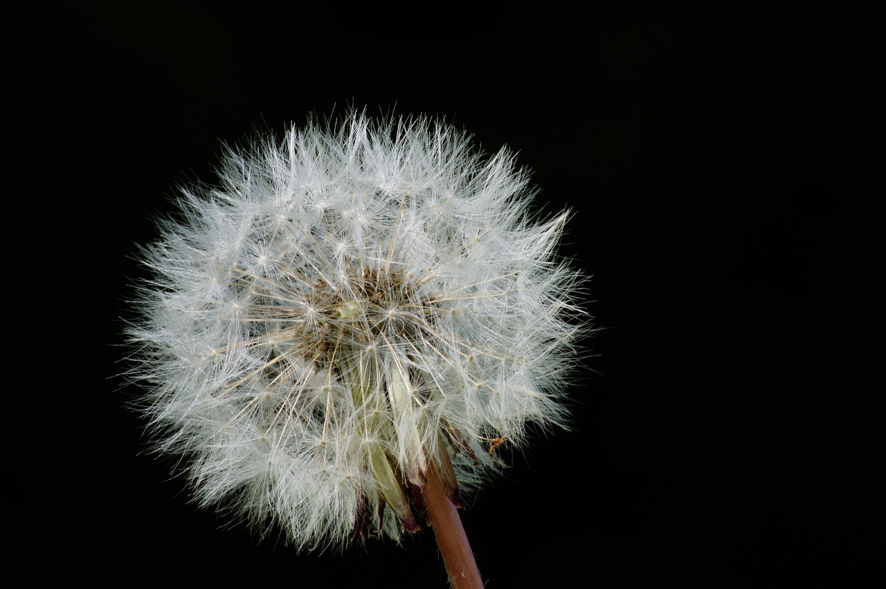 Nature Fleur Blanc - Photo gratuite sur Pixabay - Pixabay