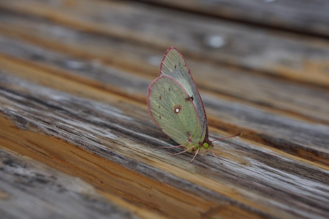 Mariposa De Cerca Insecto - Foto gratis en Pixabay - Pixabay