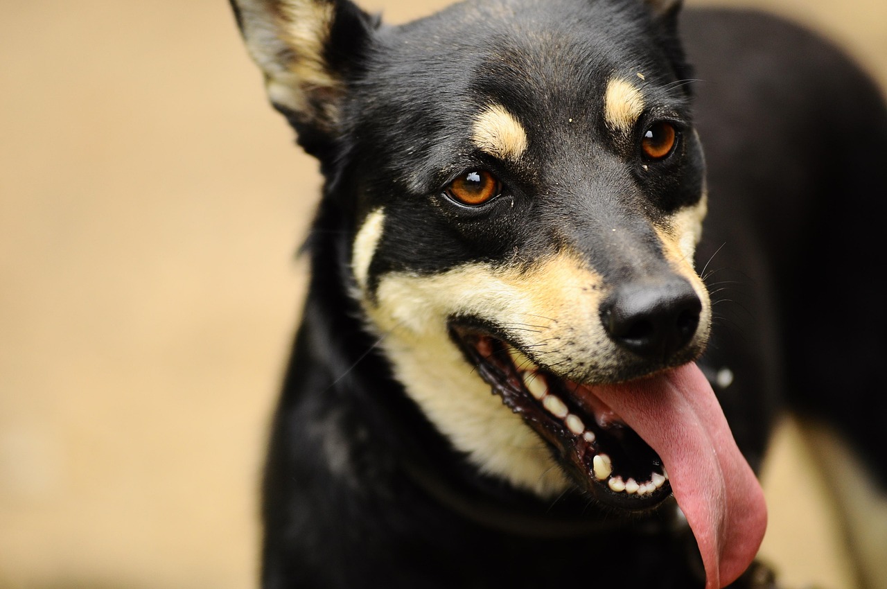 60.000+ kostenlose Dog Pictures und Dog-Bilder - Pixabay