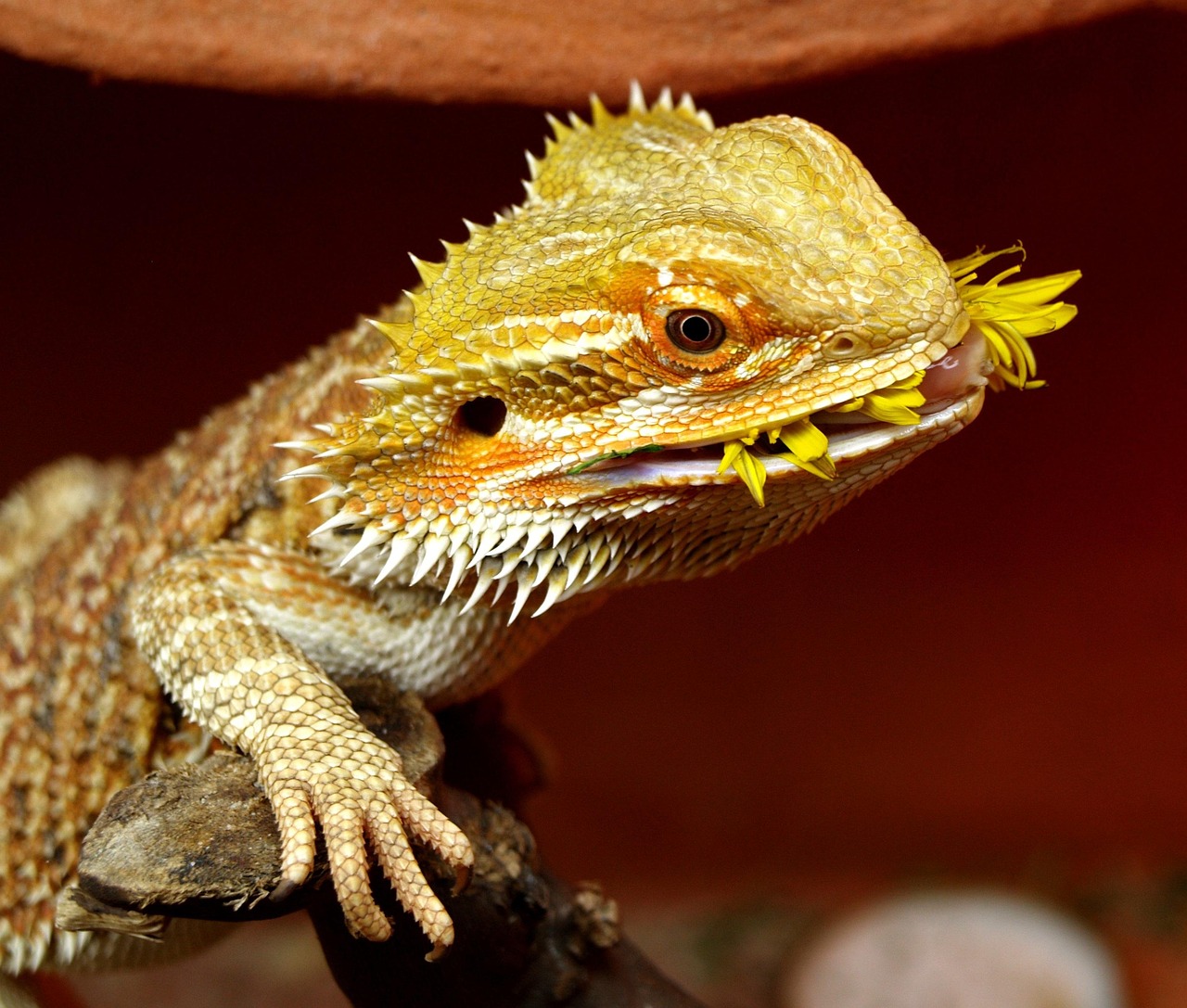 8 000 Free Bearded Dragon Lizard Photos Pixabay