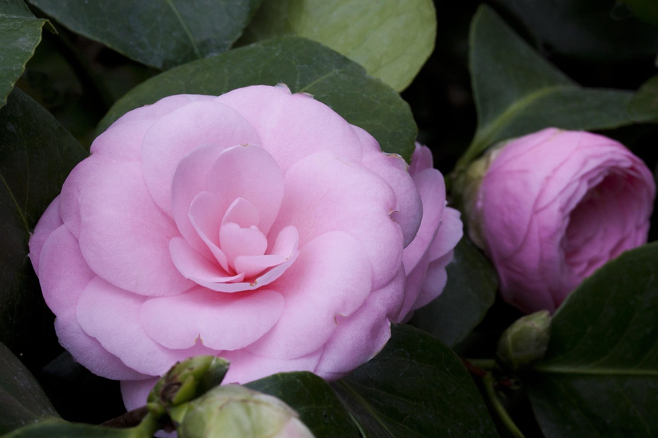 Camellia Japonica Ornamental - Free photo on Pixabay