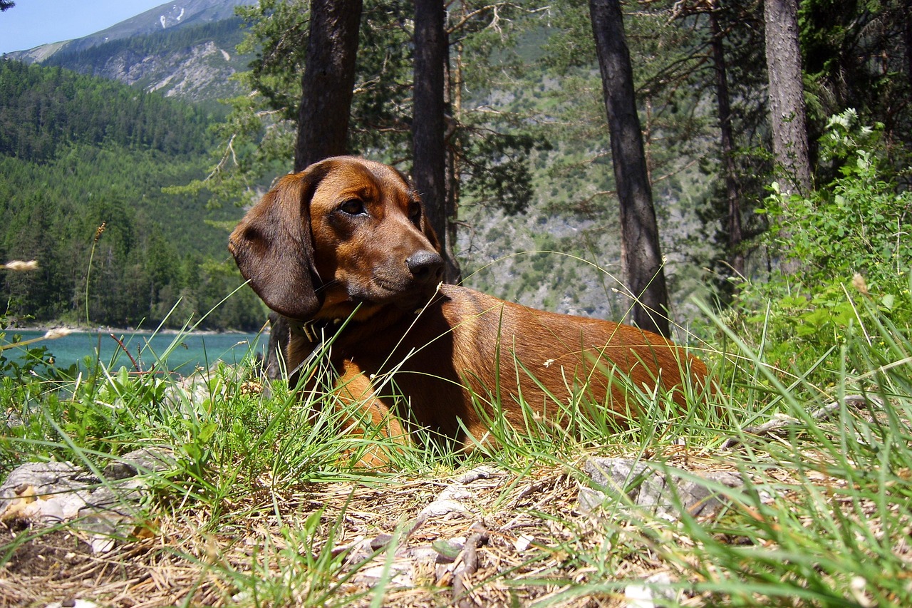 Hunting Dog Fernsteinsee - Free photo on Pixabay